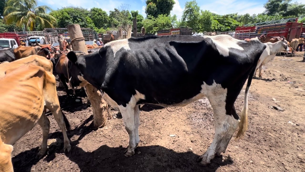 Vaca gigante mira que grande es ,,,así terminamos nuestra aventura en ...