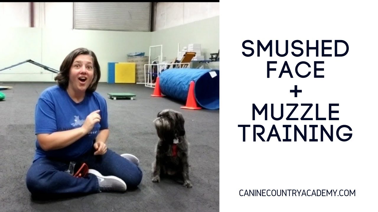 How to Muzzle a Smushed Face Dog - YouTube