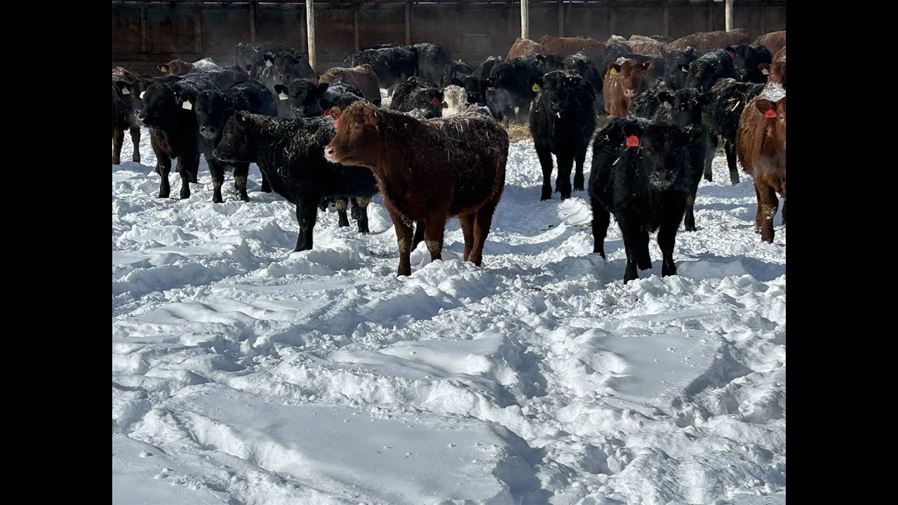 Reid Ranching Cremona 600# Angus X Steers - YouTube