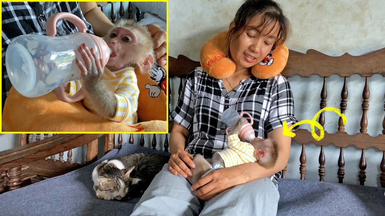 Baby monkey ZIM is happy with her mom on a rainy day | Zim Family - YouTube