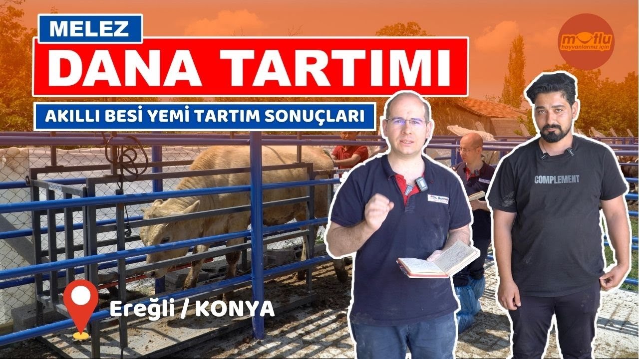 Melez Dana Tartımı | Akıllı Besi Yemi Tartım Sonuçları - YouTube