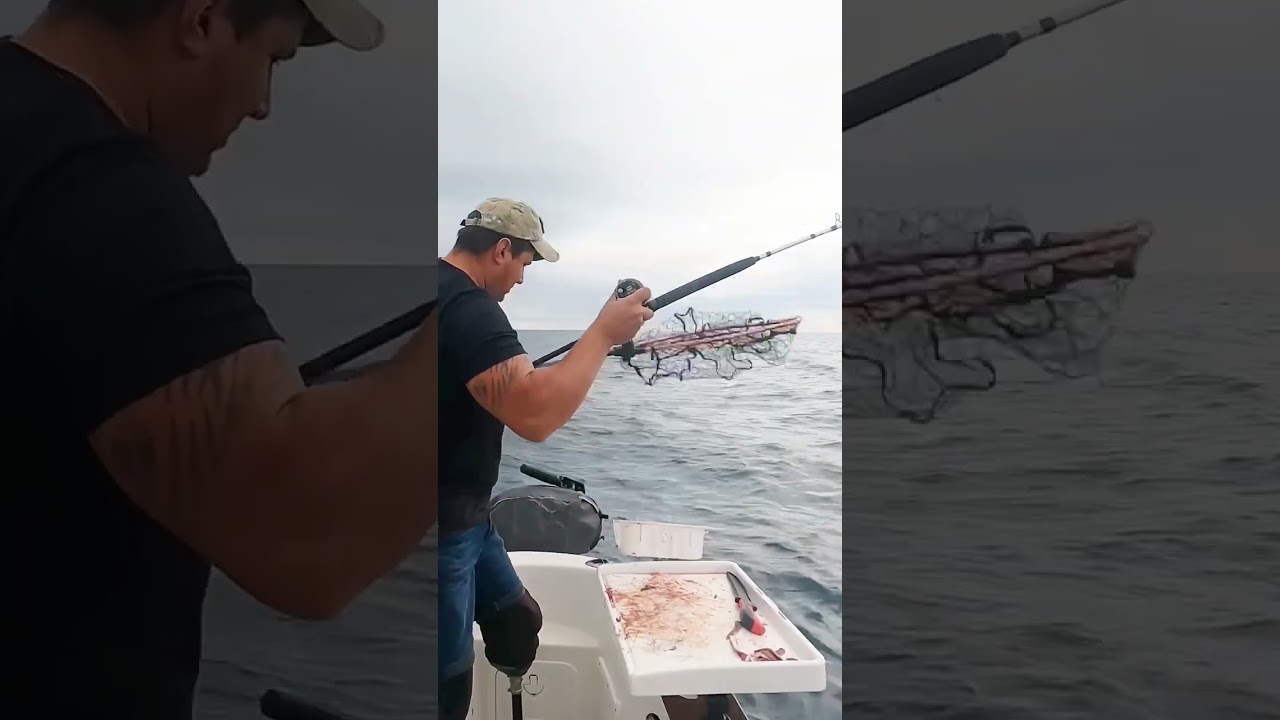 Turbot In The Net! Hard Work Pays Off As I Bag A Chunky Turbot Out Of ...