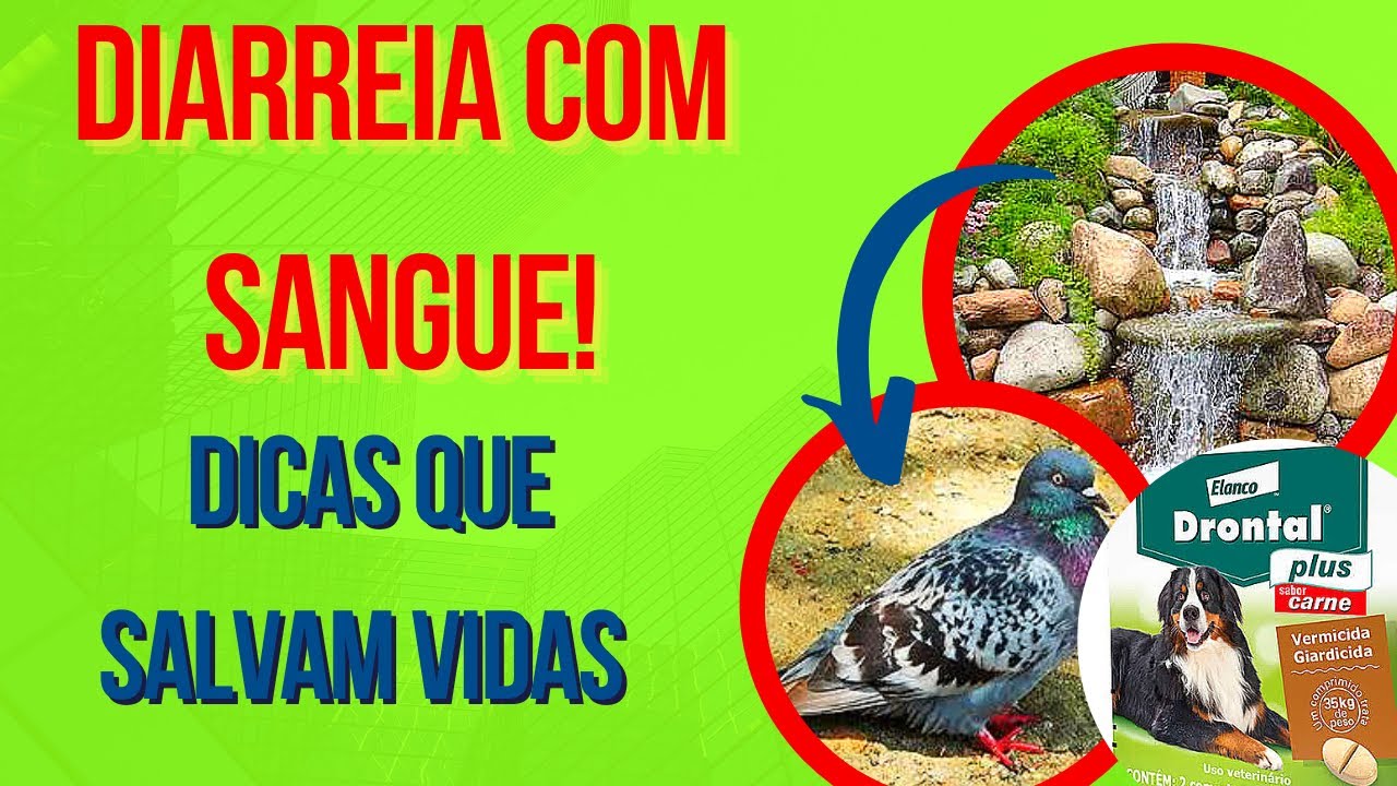 CACHORRO COM DIARREIA COM SANGUE O QUE PODE SER E COMP RESOLVER FEZES ...