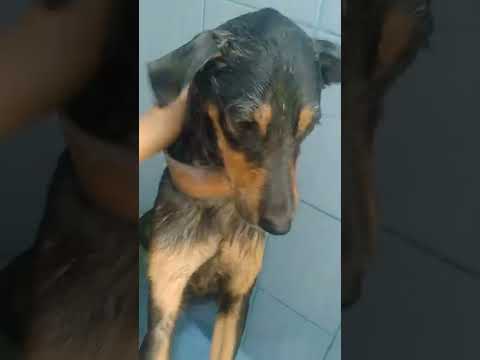 ligo Shower Doberman challenge a beautiful dog