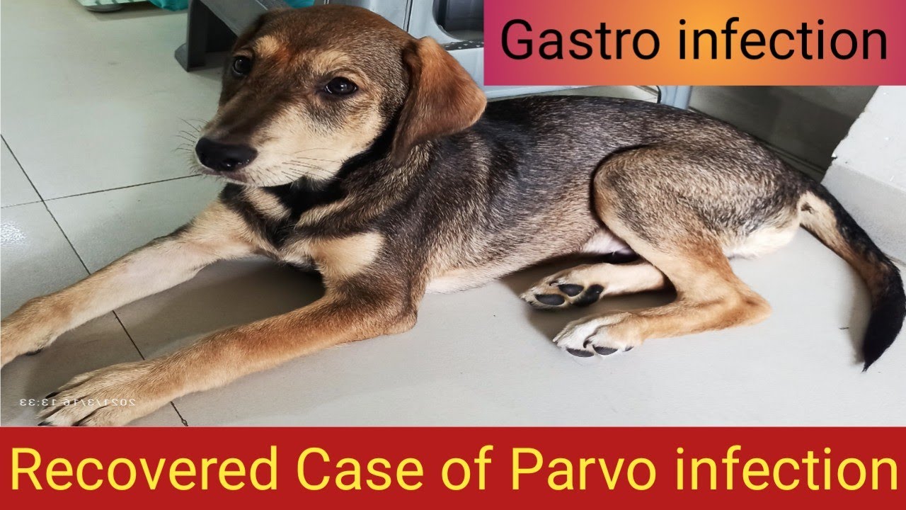 Recovered Case of Parvo infection in Dog | Gastro infection | Parvo ...