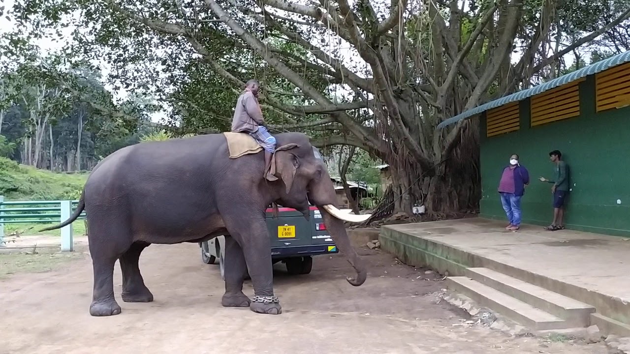 kalim elephant in topslip kolikamuthi!🙏 - YouTube