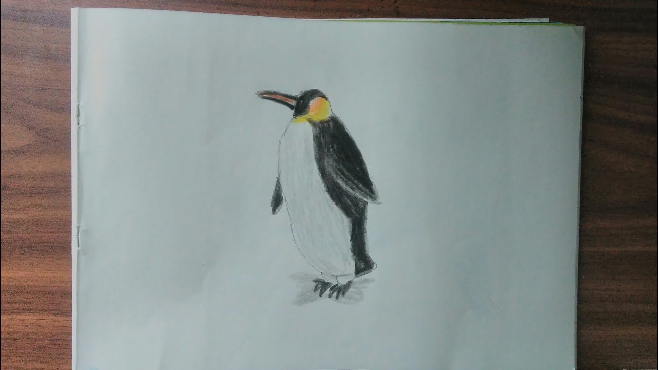 How To Draw Emperor Penguin with Colouring Step By Step YouTube How To Draw Emperor Penguin with Colouring Step By Step YouTube