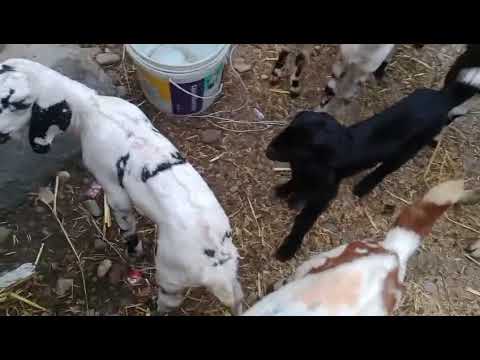 Mashallah top quality goats kid for sell - YouTube
