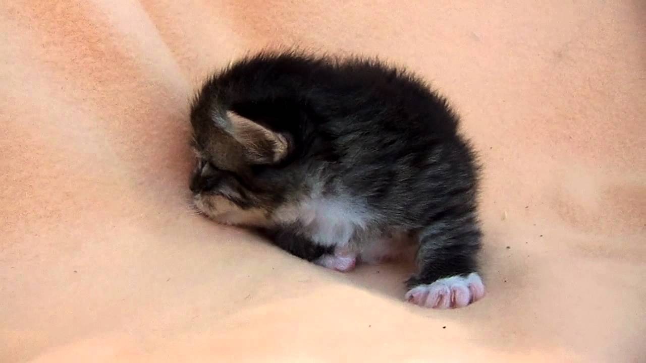 Munchkin Manx kitten 8-1-11.MP4 - YouTube