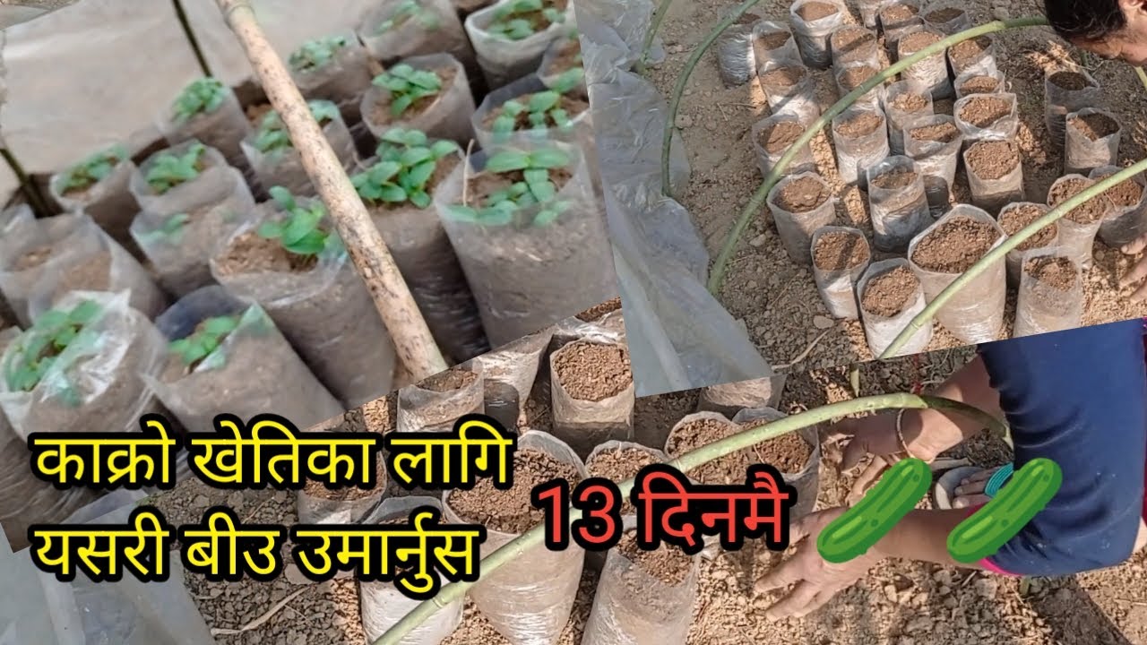 काक्रा खेतिको लागि 13 दिनमै बीउ यसरी उमार्नुस 🥒 cucumber cultivation in ...