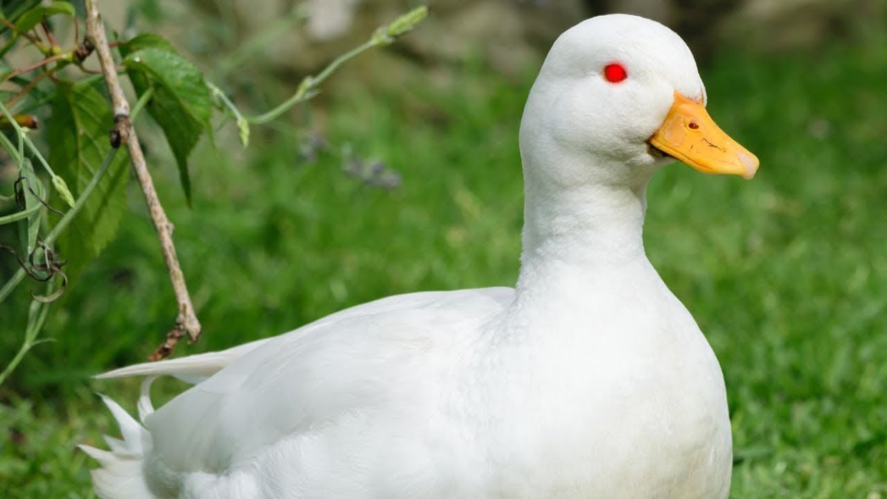 Goose Goose Duck (How To Take Care Of Ducks 101) - YouTube