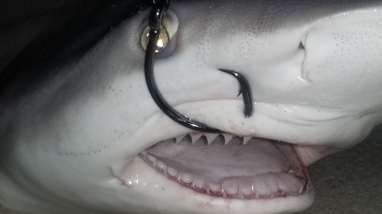 SURF FISHING FOR SHARKS NJ 2018 - YouTube