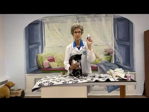 stop scruffing for cat restraint! - YouTube