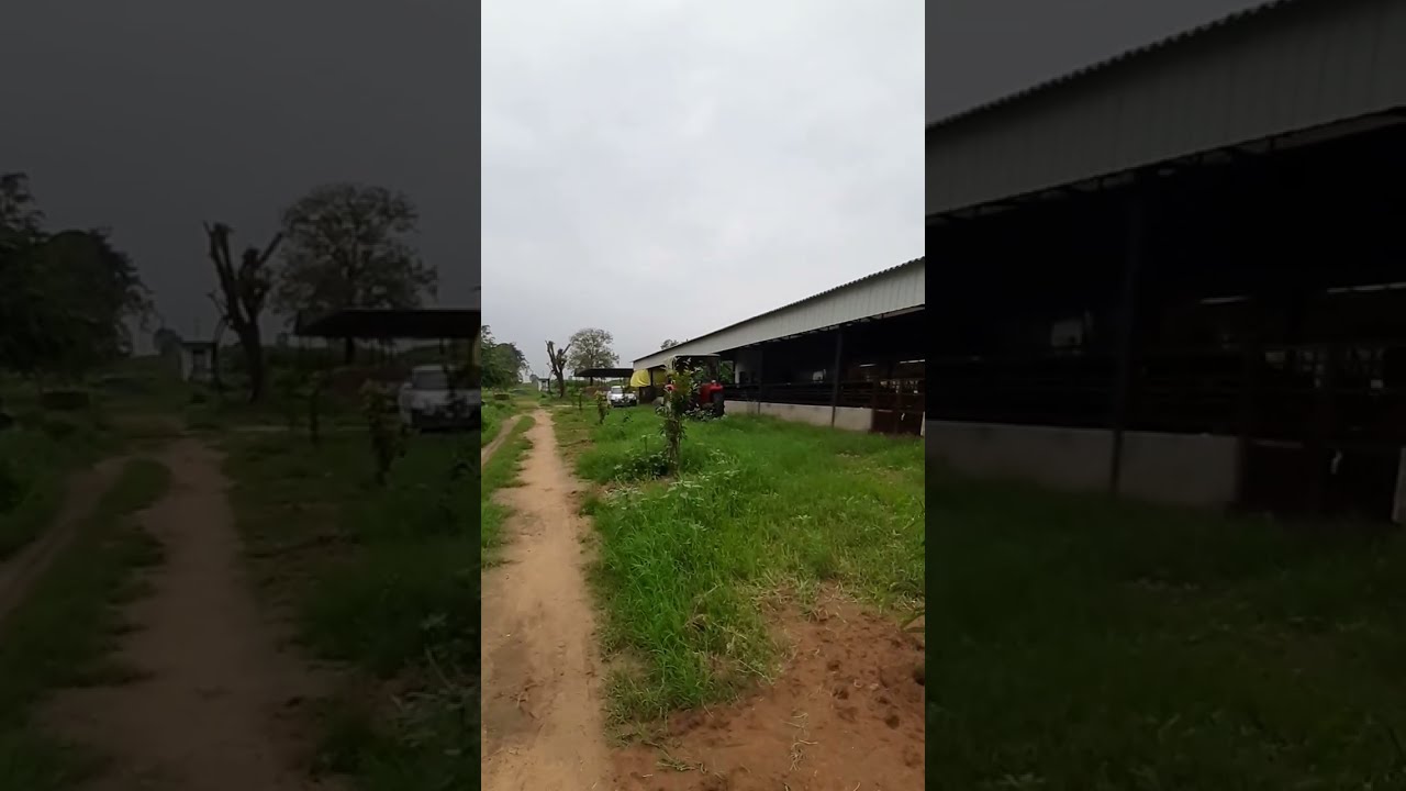 My cow farm || cattel farm || khorajiya farm || new video 2022 - YouTube