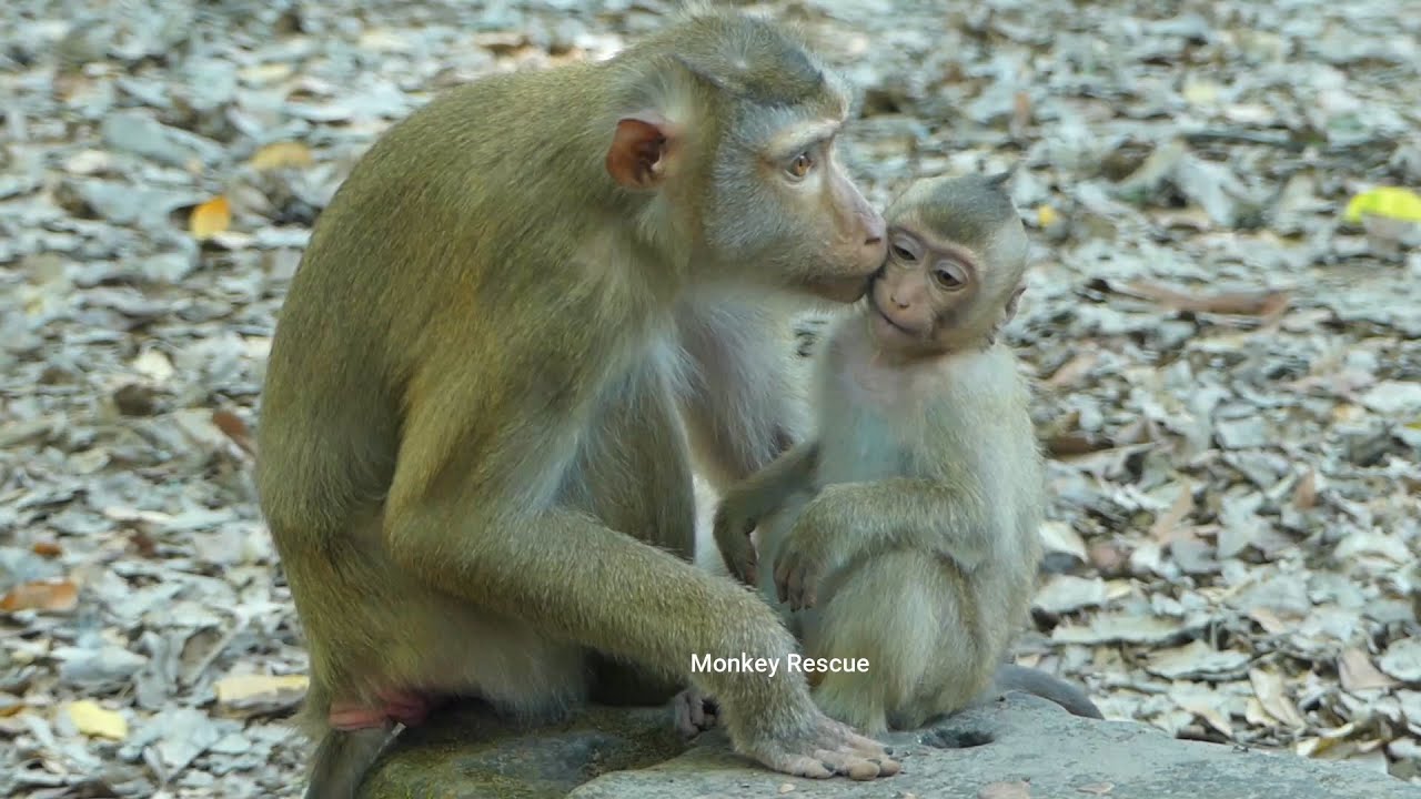 Sweet love between monkey LIBBY & baby monkey Rainbow, Monkey LIBBY ...