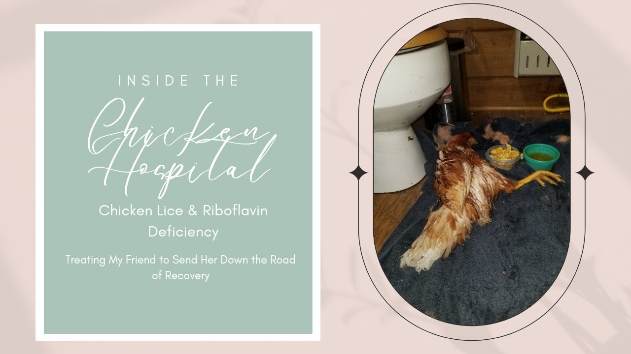 The Chicken Hospital | Chicken Lice and Riboflavin Deficiency - YouTube
