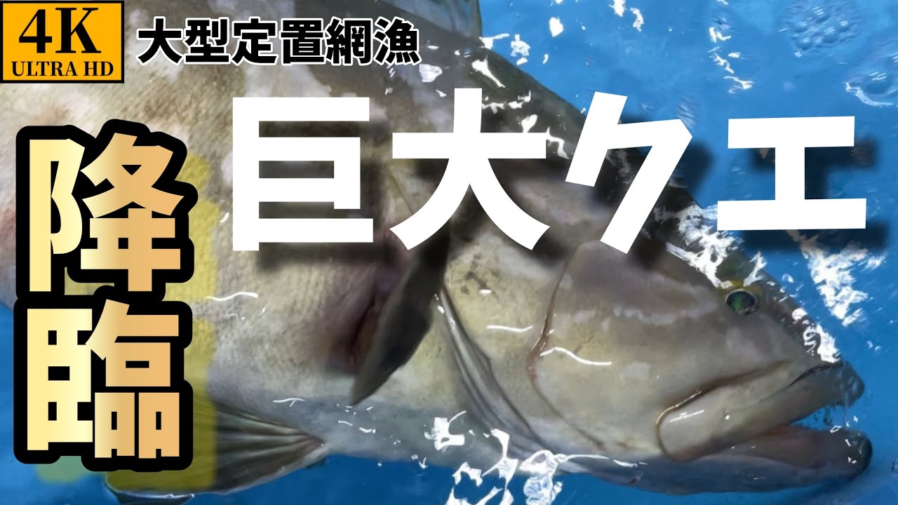 【大型定置網漁】1匹 十万円！！超高級クエを捕獲！！Super high-class fish were caught in the ...