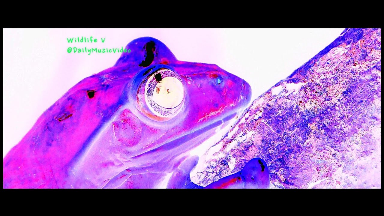 Wildlife V @DailyMusicVideo: Bring Peace To Earth and Save Wilderness ...