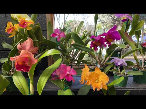 [4K HDR Orchid] Walking Tour ORCHID at GardenWorld : Jayden Family Vlogs #earthday #orchid