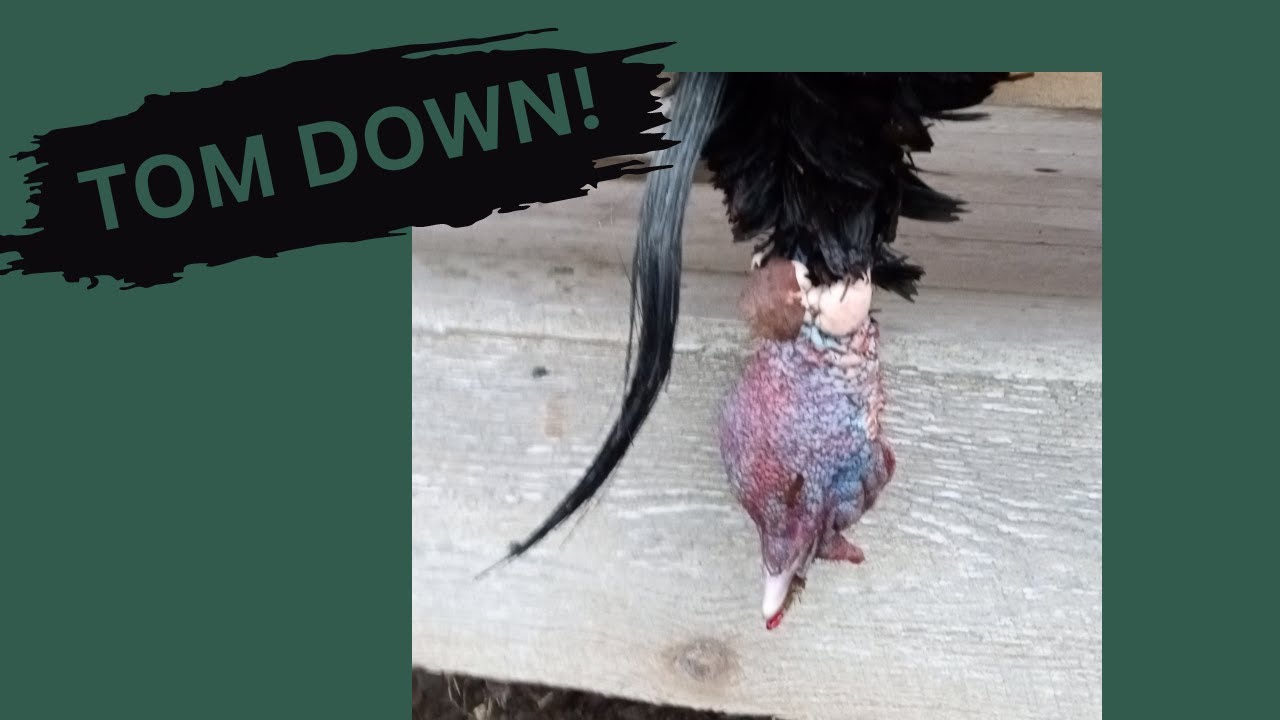 Turkey Camp!! (Turkey Down!) 2023 - YouTube