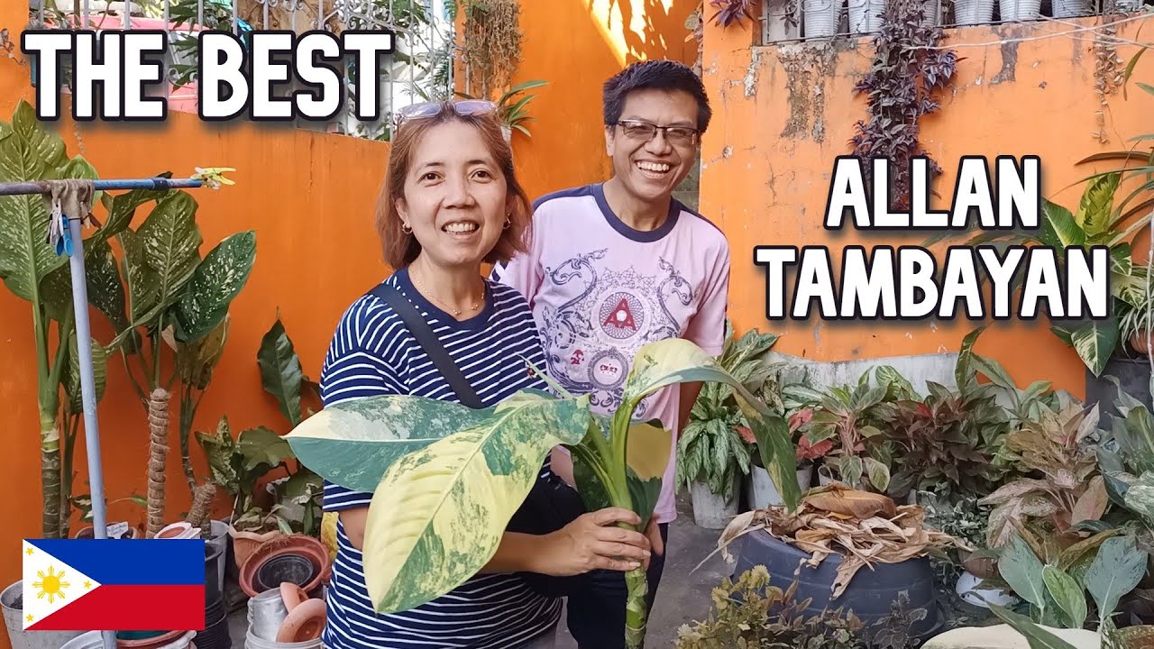 MOST AWESOME HOUSE PLANTS OF ALLAN TAMBAYAN in SAN MATEO RIZAL - PART 2 ...