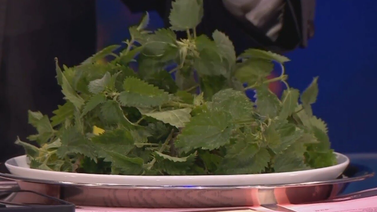 ‘Look at these lunatics’: Dorset hosts stinging nettle eating contest ...
