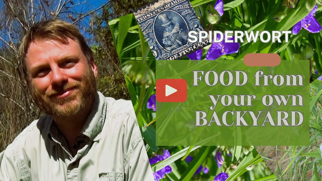 Spiderwort: Food from your Backyard #spiderwort #foraging #naturalfood ...