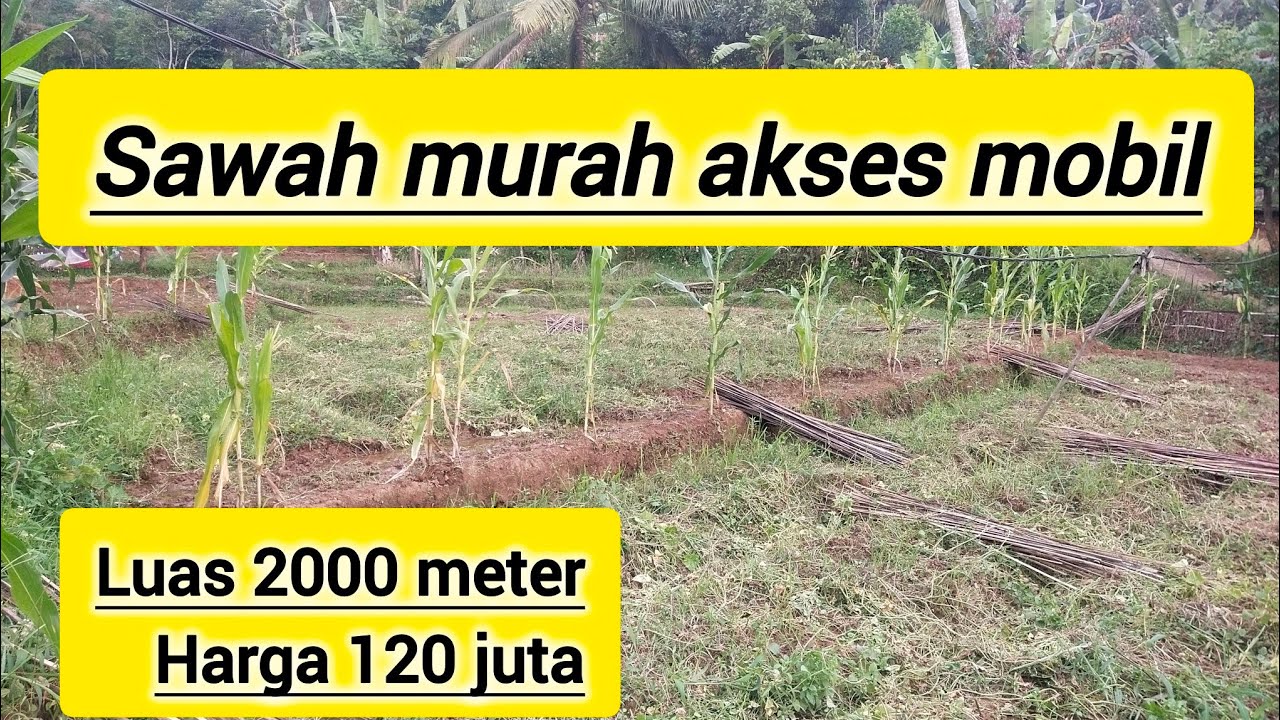 Dijual tanah akses mobil. 2000 meter harga 120 juta - YouTube