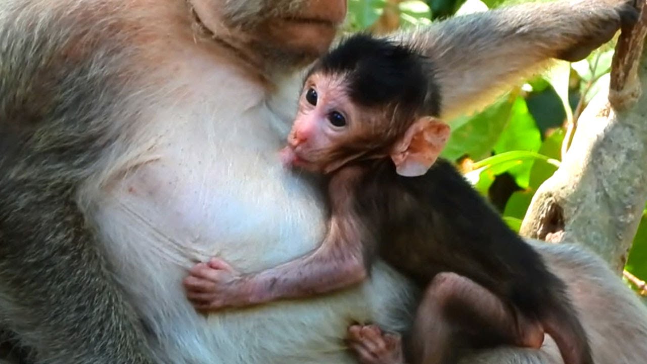 Mama Scarlet nursing tiny offspring with new style for her lovely baby ...