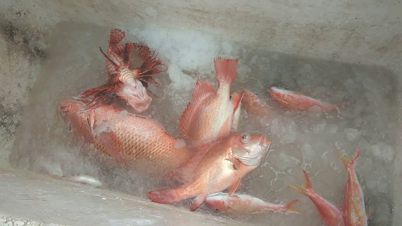 Bobo Fishing | Masbate | Red Snapper & Maya-Maya with Uncle P. - YouTube