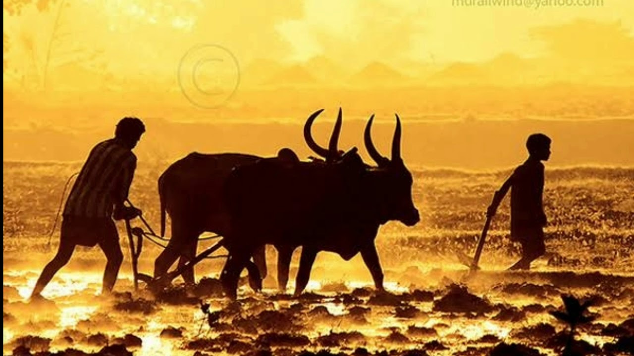 Vivasayam (விவசாயம் ) 🌾 - YouTube