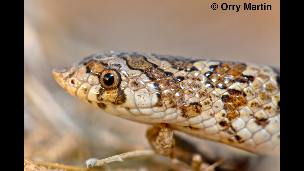 The Farting Snake? Western Hooknose Snake - YouTube