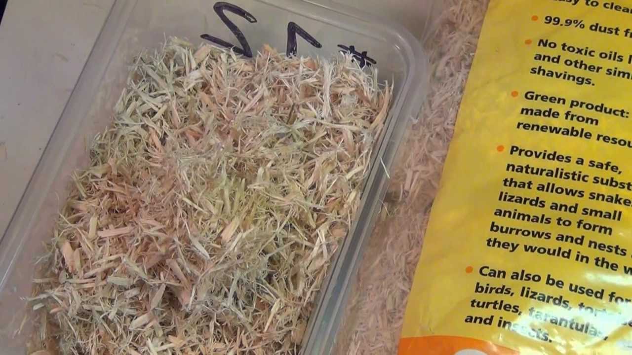 Corn Snake Substrate Reviews - YouTube