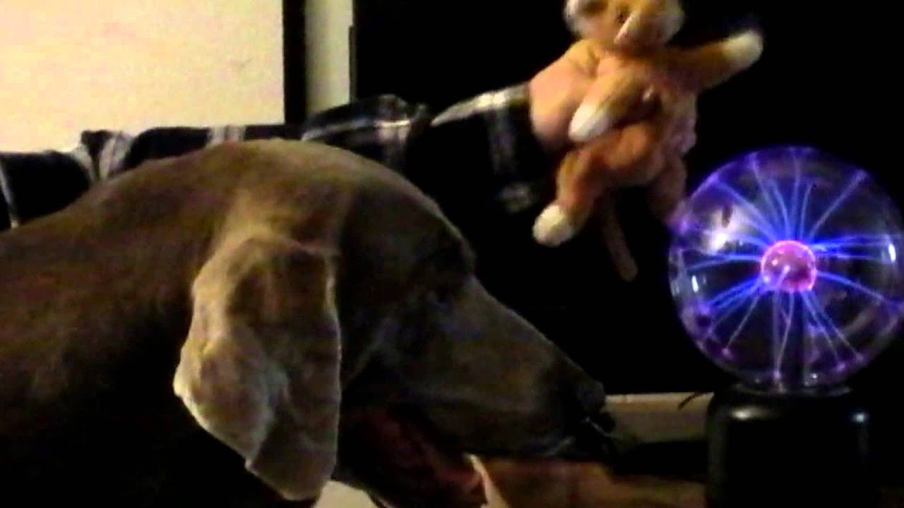 Cat vs Dog The plasma ball shocker !!!! - YouTube