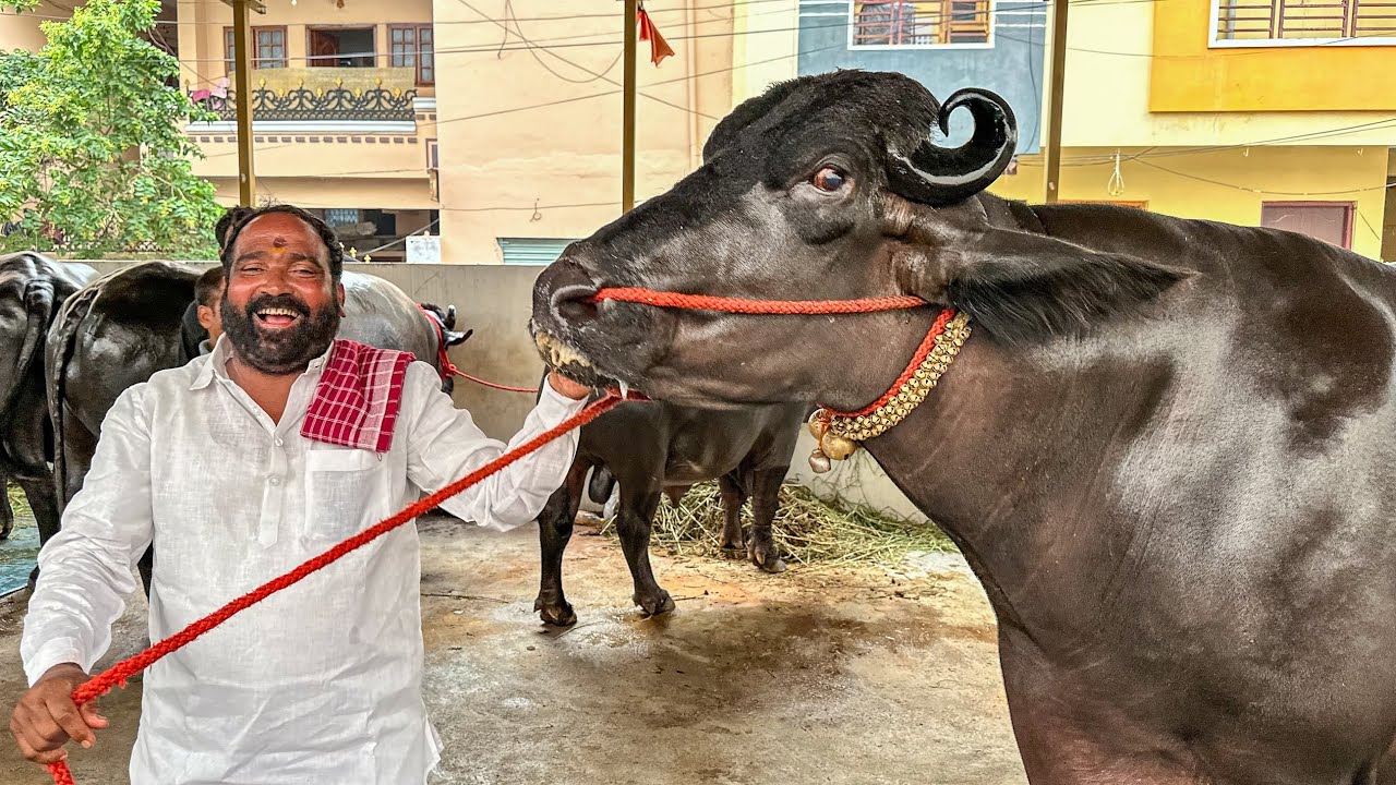 Laddu yadav Bulls Getting ready for Sadar festival | 3kg gold For ...