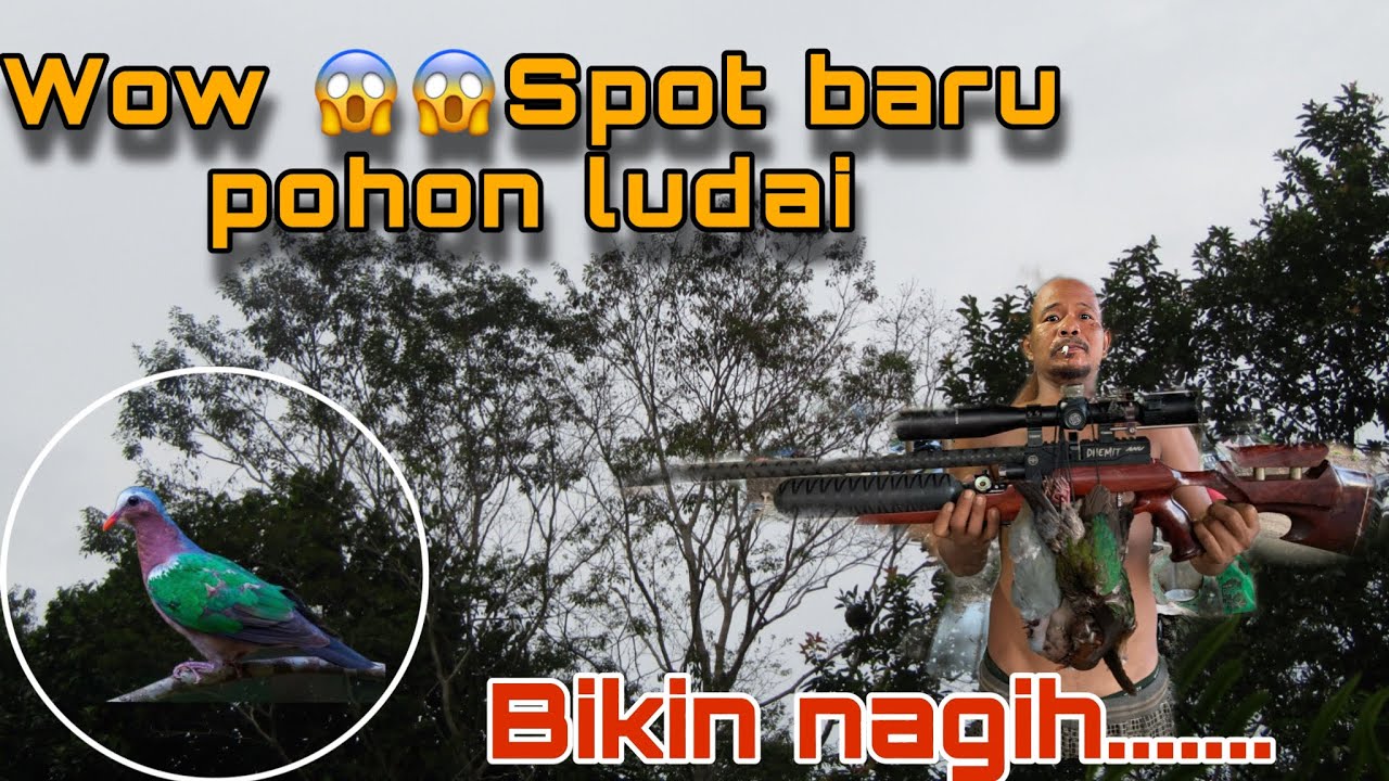 Wow Hunting limbukan & punai dispot baru pohon ludai ⭕️|| burungnya ...