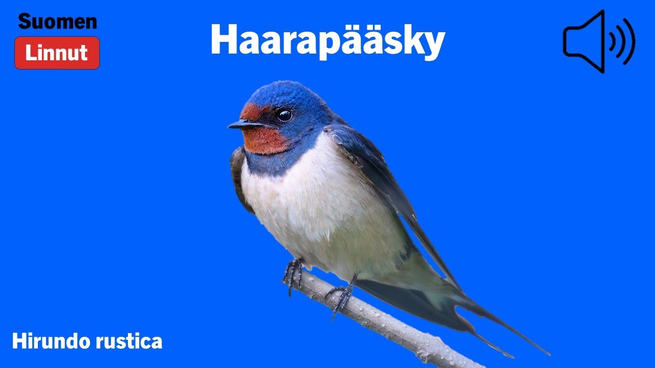 Haarapääsky - Hirundo rustica - Barn Swallow - ladusvala - HIRRUS - YouTube