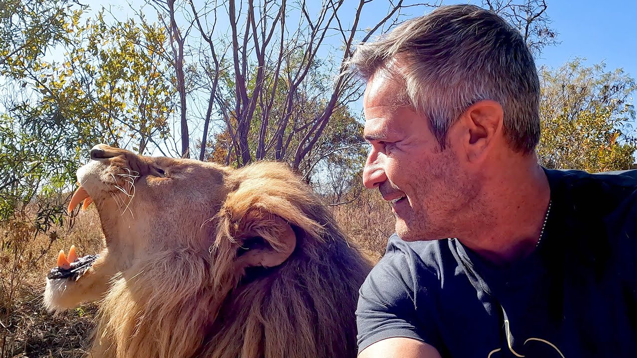 WILD LION Encounter and Flying Fun | The Lion Whisperer - YouTube