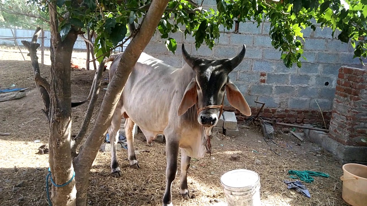 Kankrej bull for sale in Chennai tamilnadu - YouTube