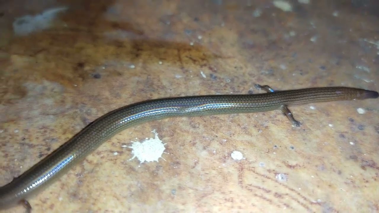 Ular berkaki (Kadal-ular) - YouTube