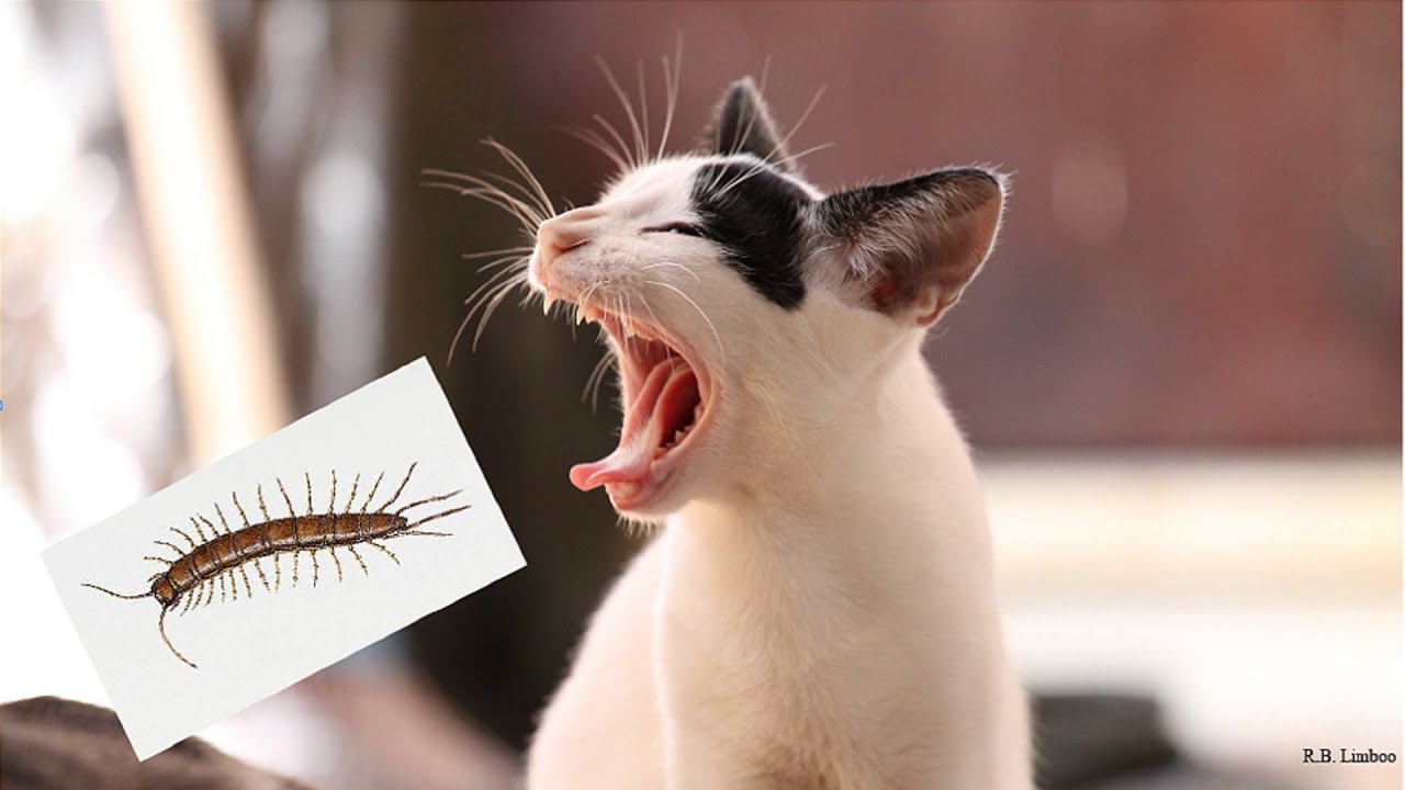 A Cat Playing With insect - YouTube