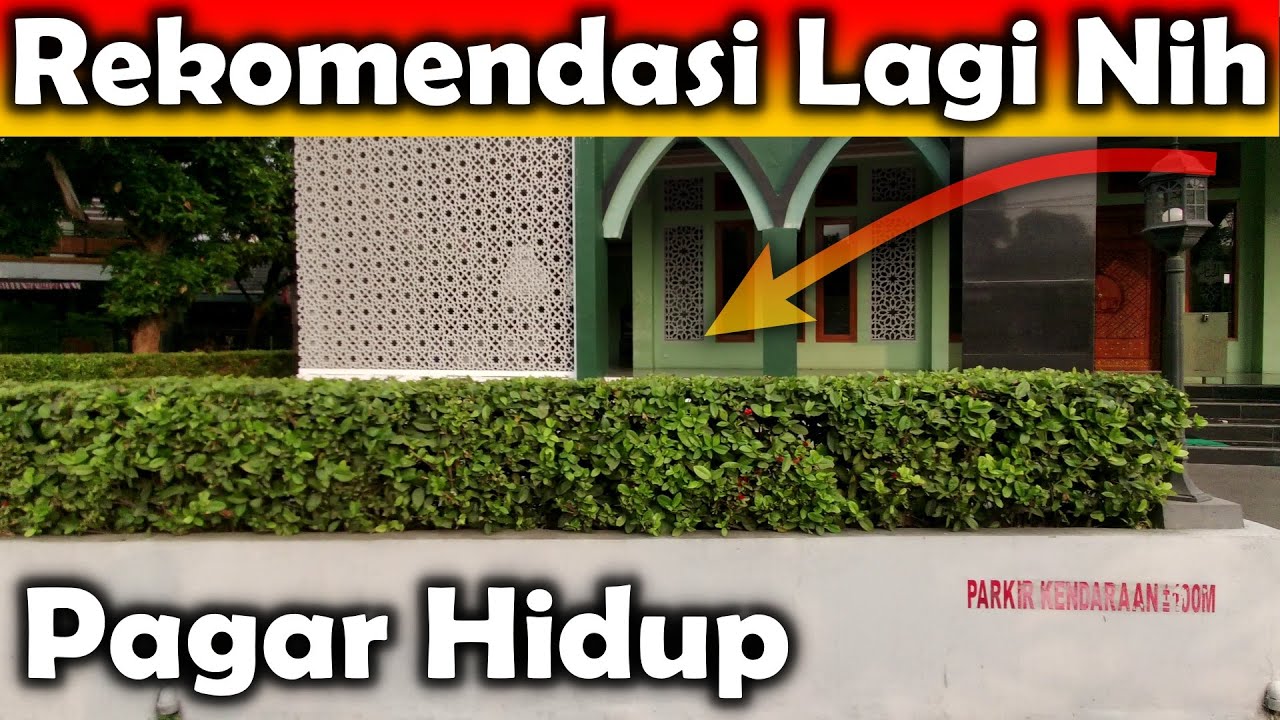 Inspirasi Tanaman Pagar Hidup Bunga Soka dan Pucuk Merah Depan Masjid ...