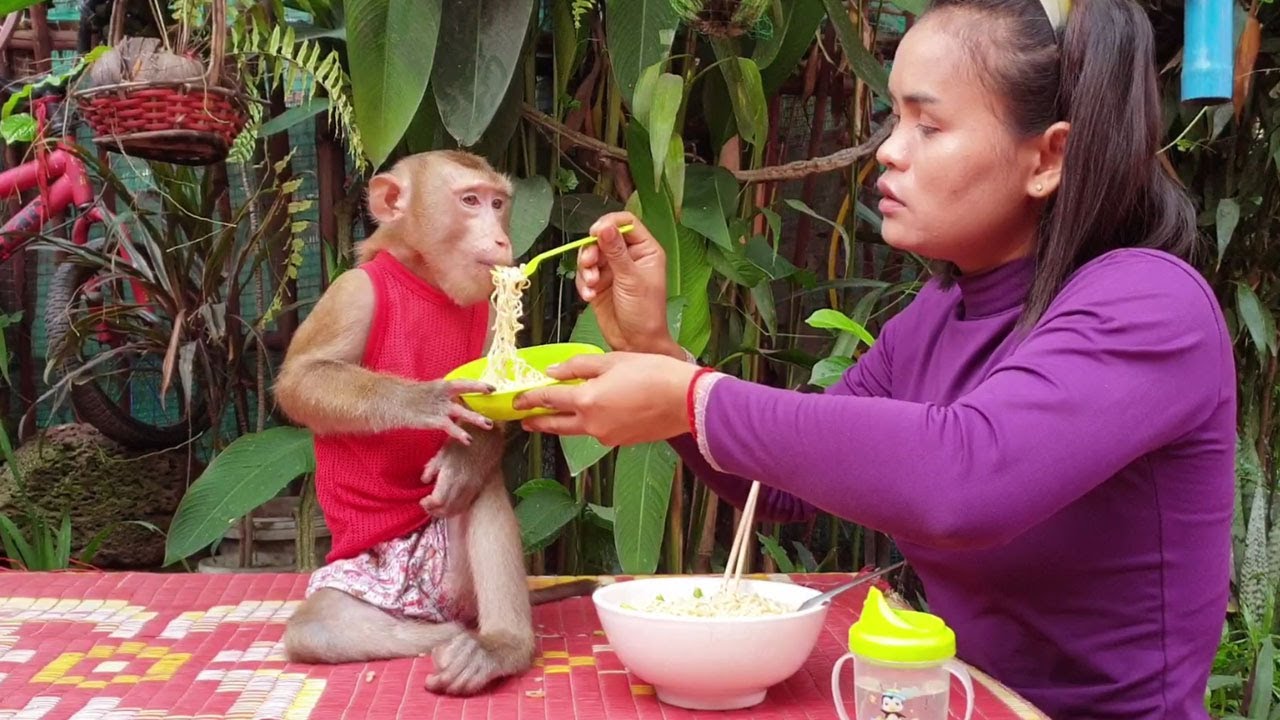 Sweetie Mr. Koko eating Noodles with mom so yummy /Koko&Yoko official ...