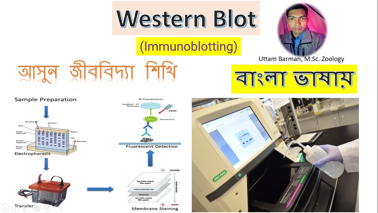 Uncover the Secrets of Western Blot: Life Science Explained by Uttam ...