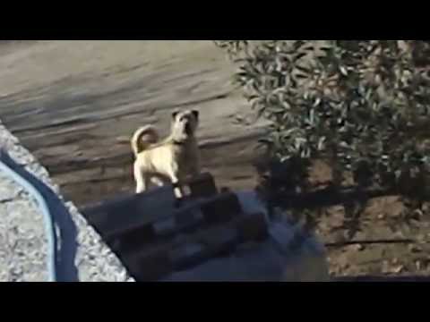 İzlemeden geçme kangal Gücü Sinirinden Zinciri Ağzında Parçalıyo