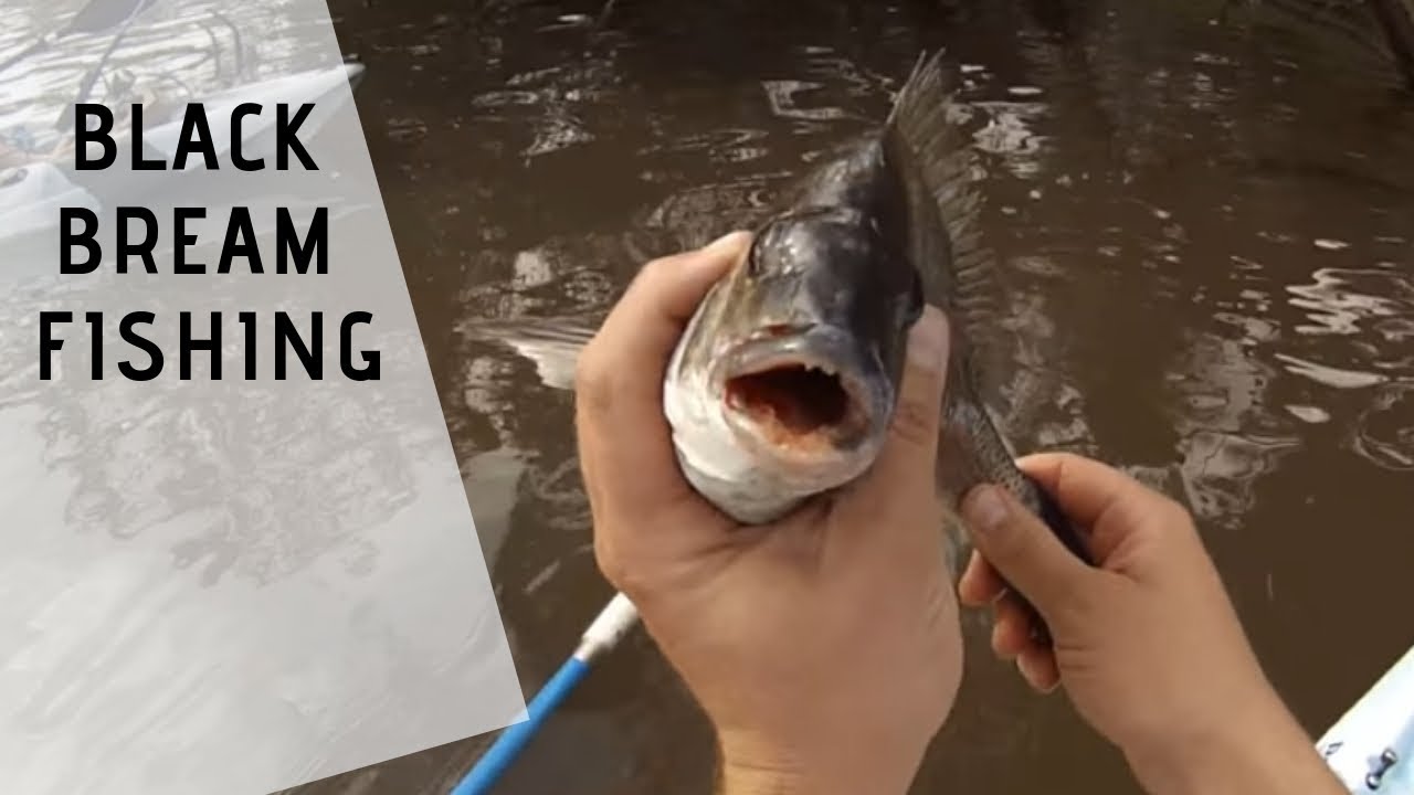 Black Bream Fishing ep01 - YouTube