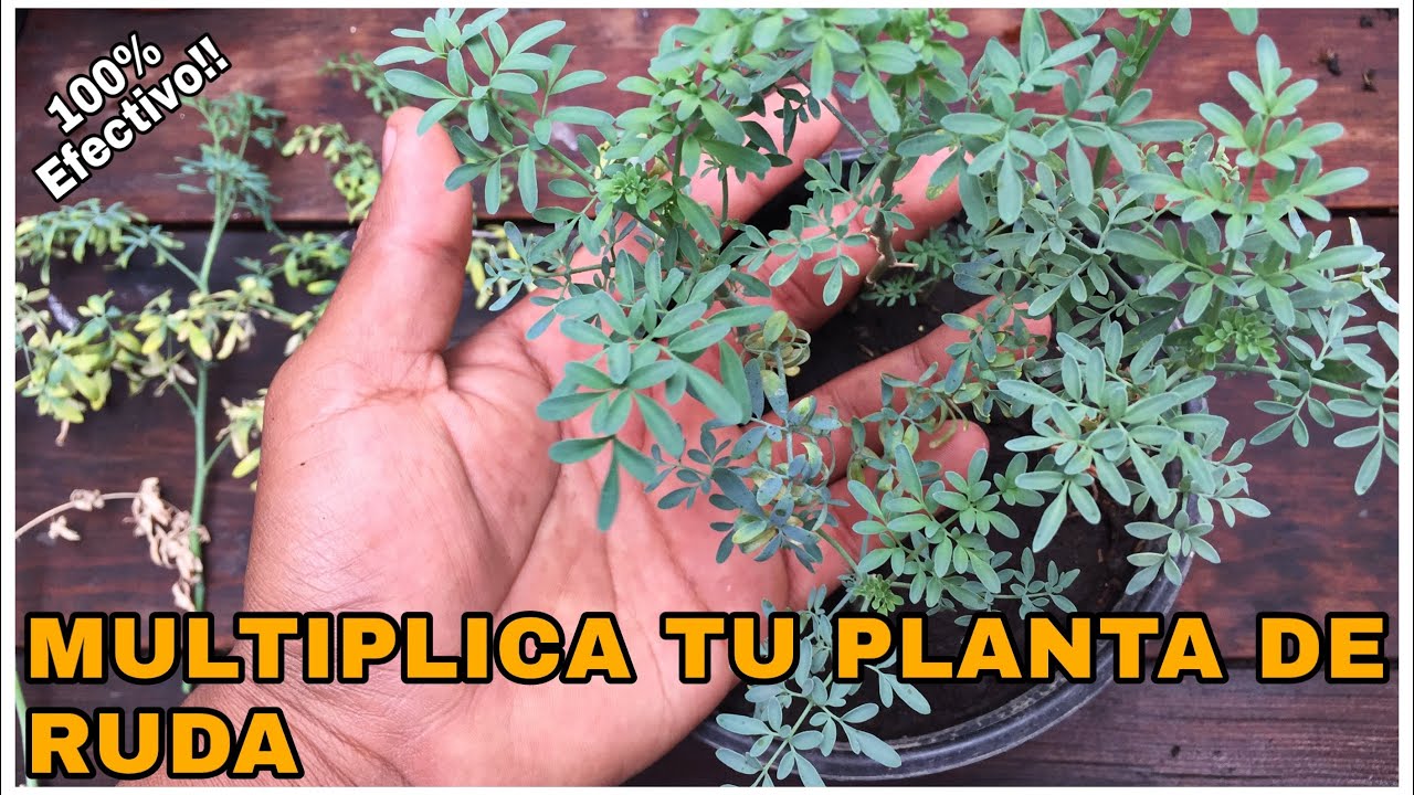 REPRODUCE TU PLANTA DE RUDA FACIL Y RAPIDO (BIEN EXPLICADO) - YouTube