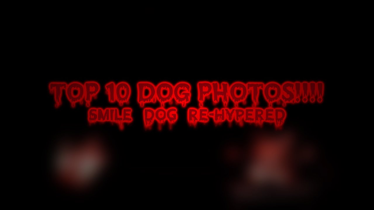 Top 10 Dog Photos!!!! (2012) (Smile Dog: Re-Hypered) - YouTube
