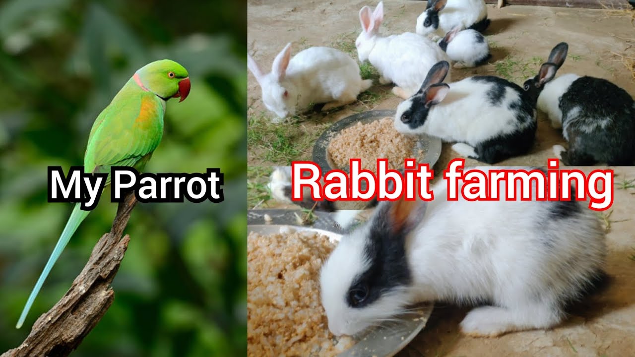 Rabbit farming in Assam // Khargosh Farming - YouTube