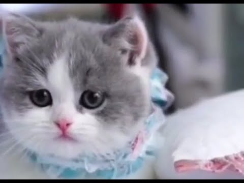 Live streaming kucing paling lucu, kumpulan video TikTok Kucing Lucu Bikin Ketawa Ngakak ...